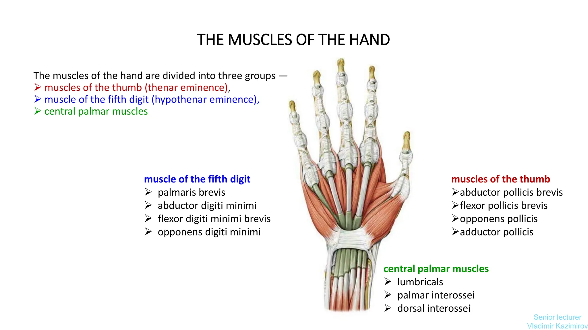 2) Muscles of upper limb .pdf