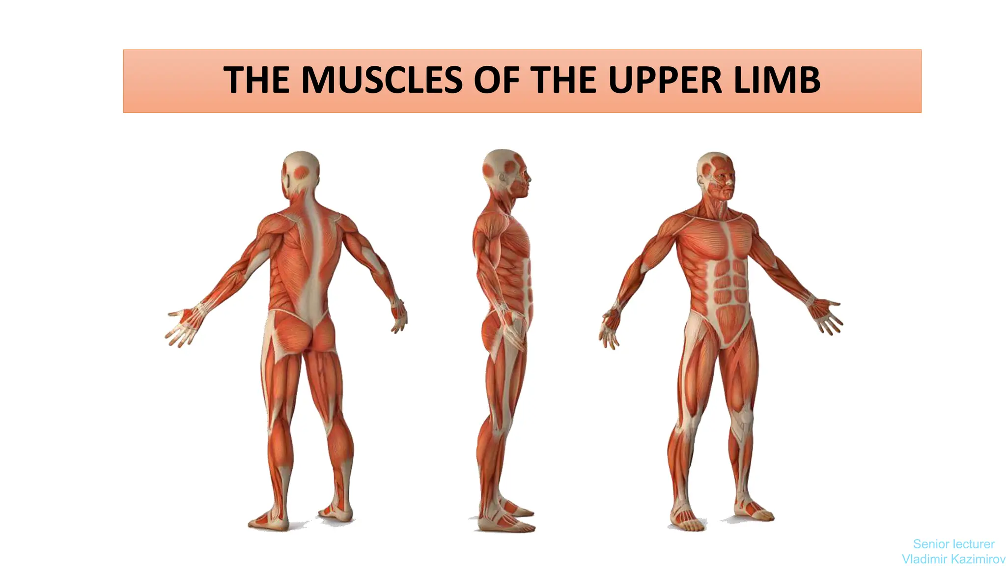 2) Muscles of upper limb .pdf