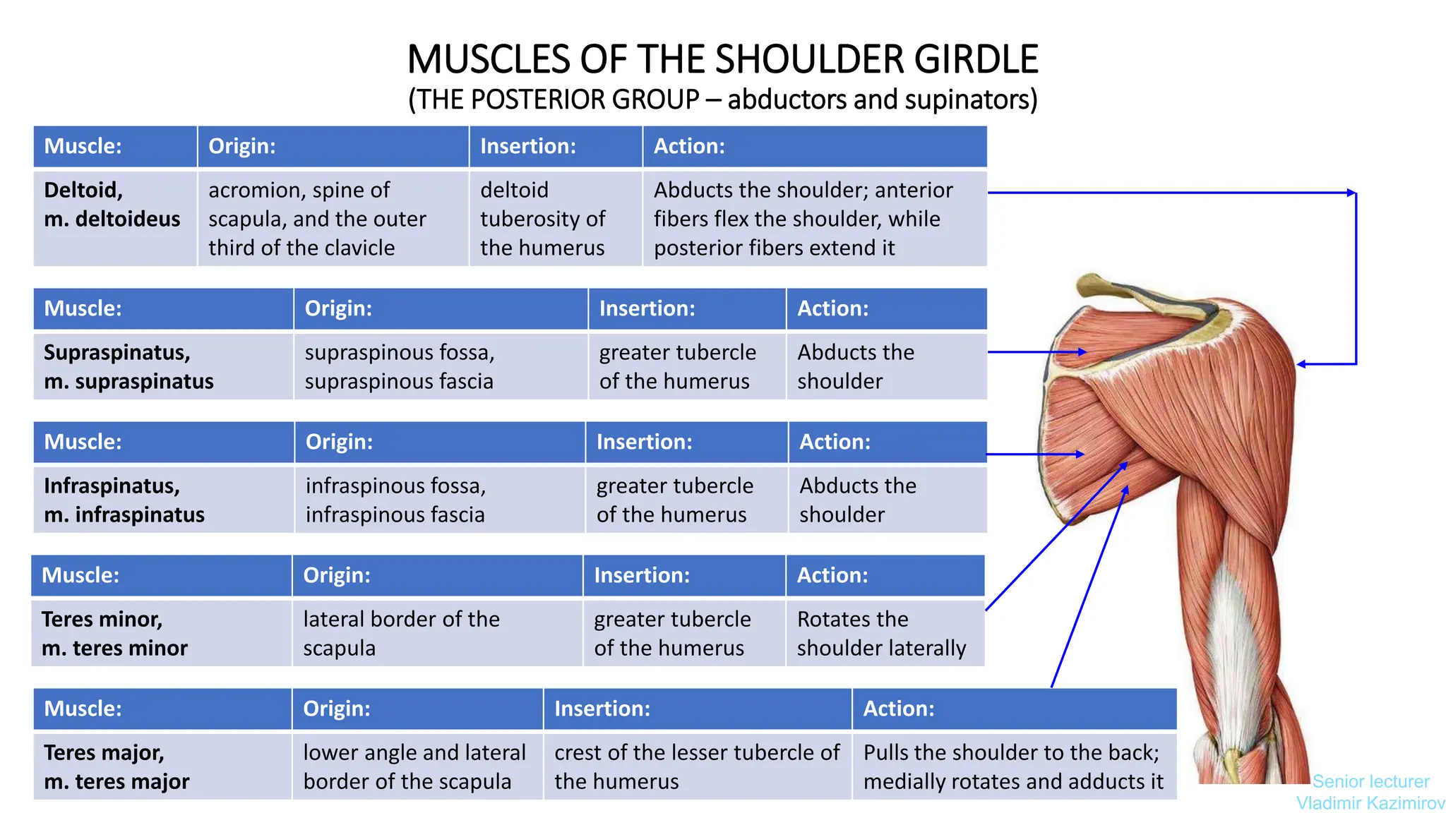 2) Muscles of upper limb .pdf