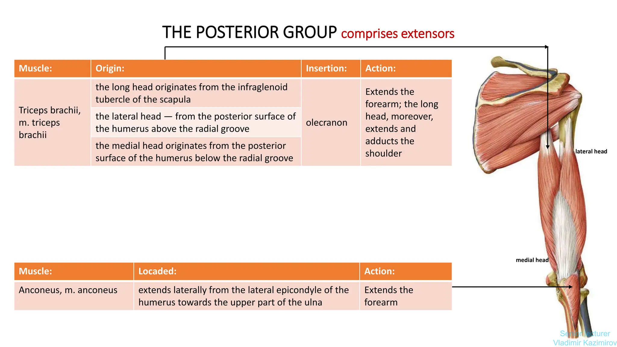 2) Muscles of upper limb .pdf