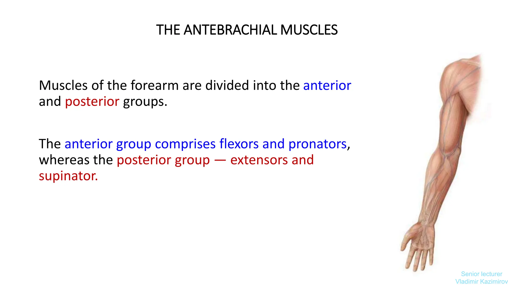 2) Muscles of upper limb .pdf
