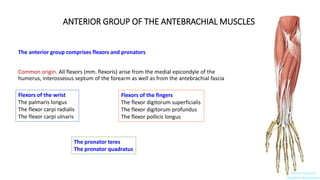 2) Muscles of upper limb .pdf