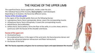 2) Muscles of upper limb .pdf