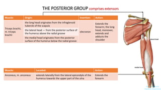 2) Muscles of upper limb .pdf