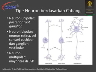 2 NA I Neurobiologi PT.pptx