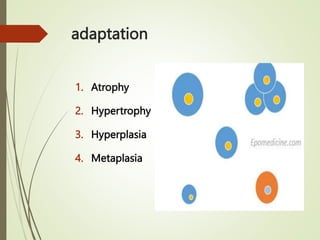 2nd.CELL ADAPTATION.by dr tehmeena..pico