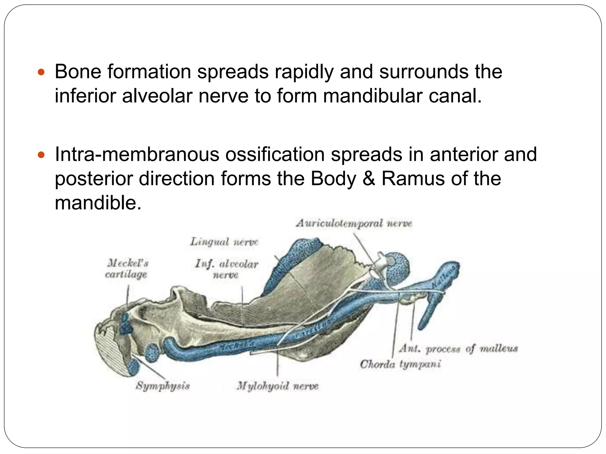 Development of mandible | PPTX
