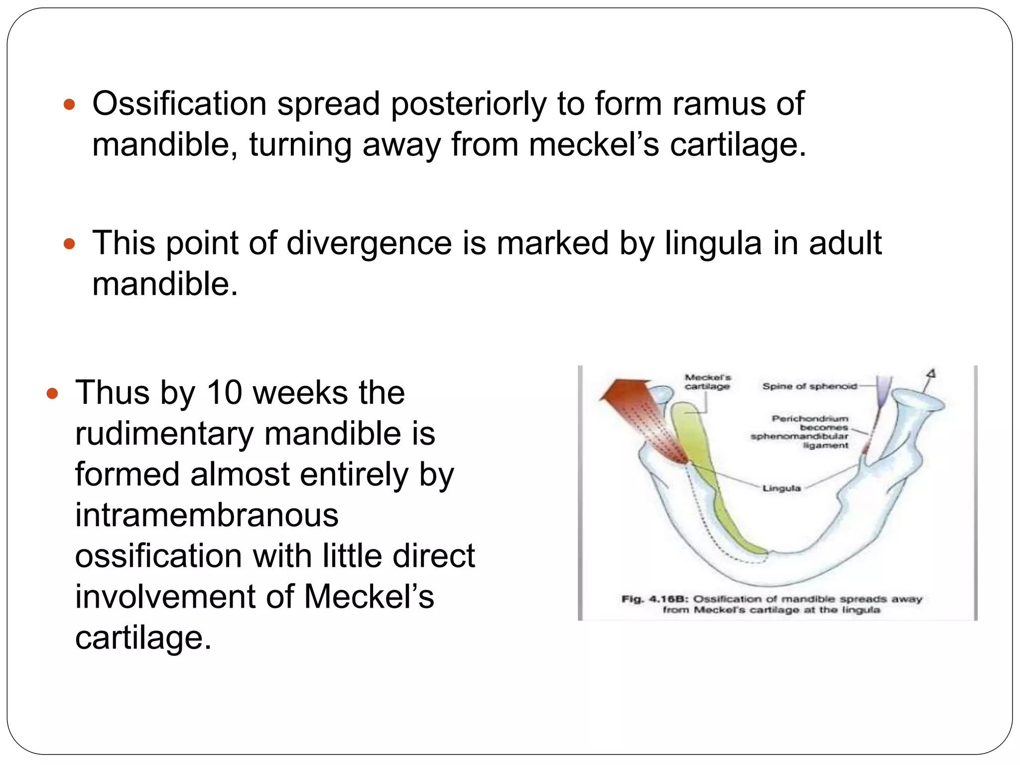 Development of mandible | PPTX