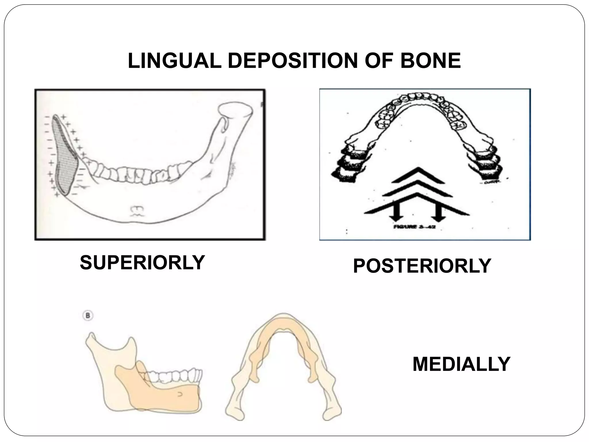Development of mandible | PPTX