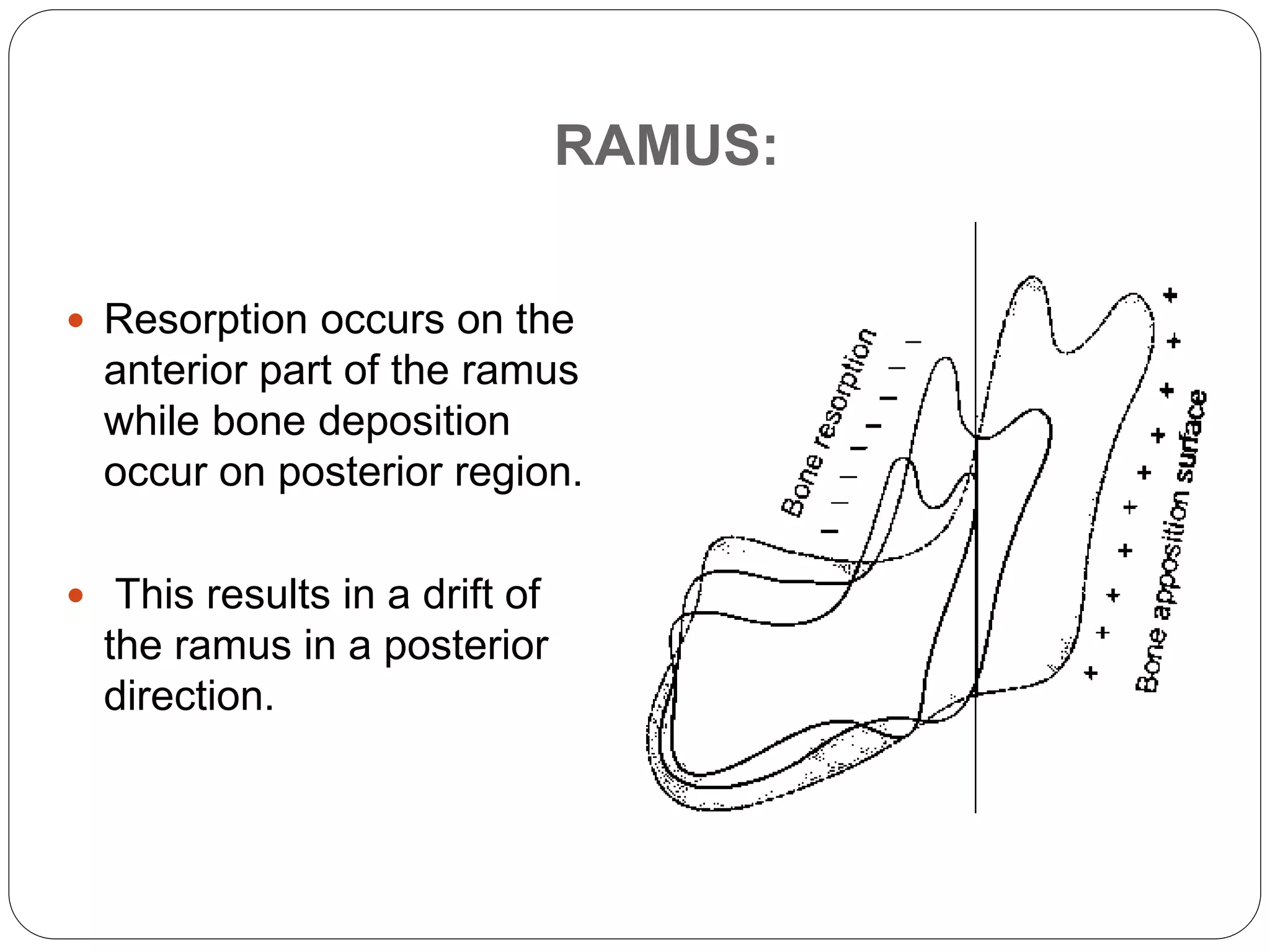 Development of mandible | PPTX
