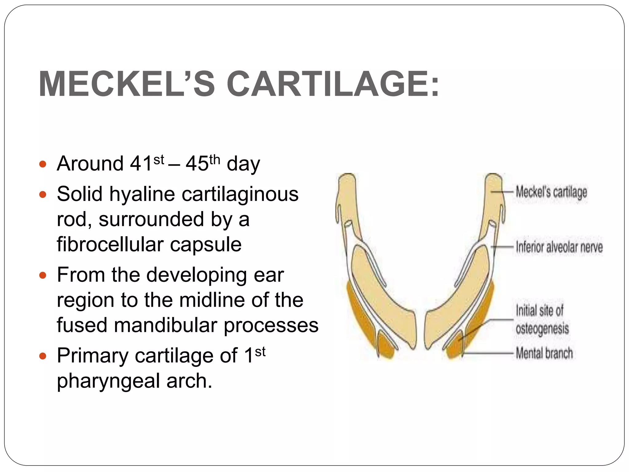 Development of mandible | PPTX