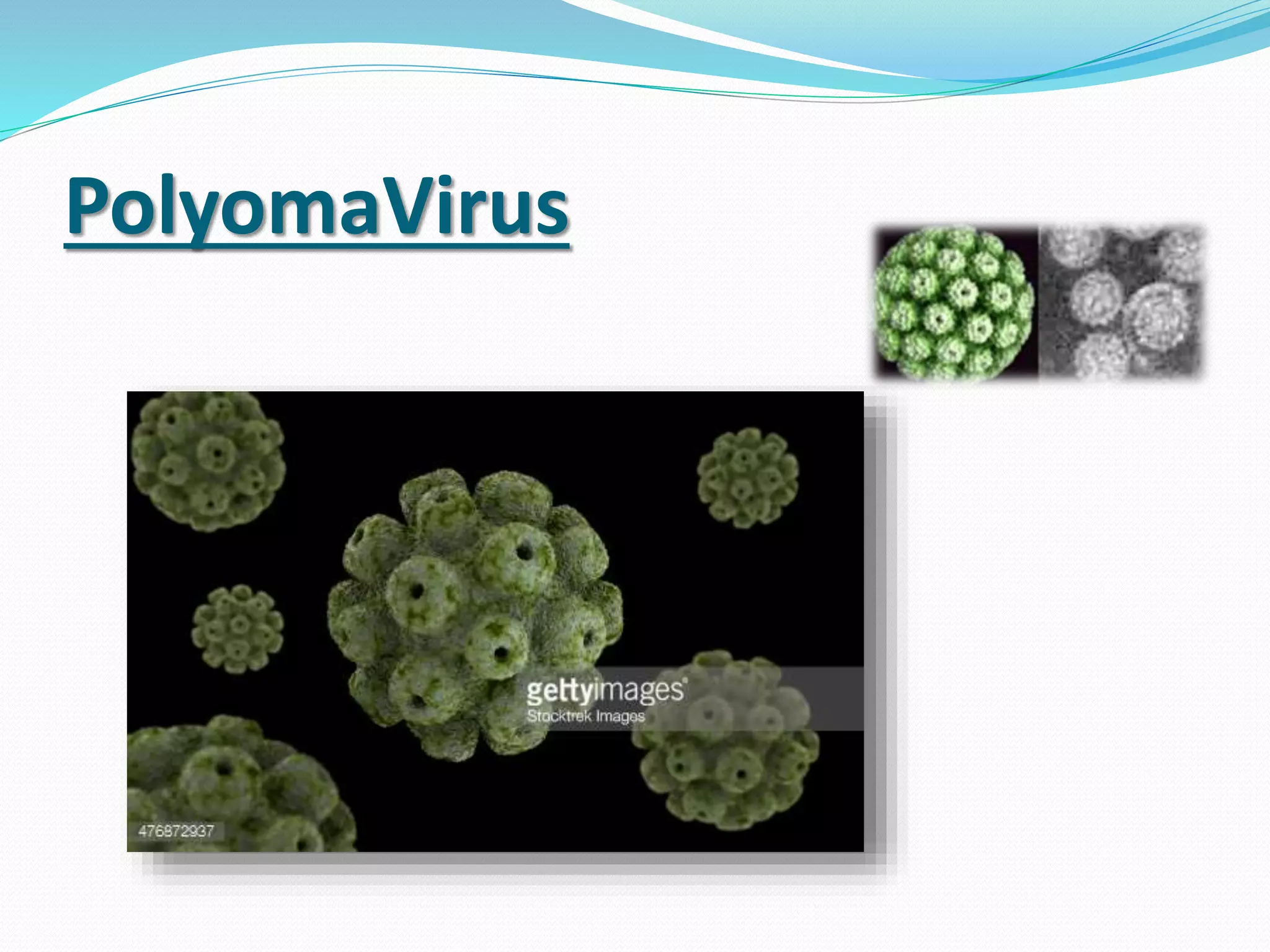 polyoma virus | PPTX