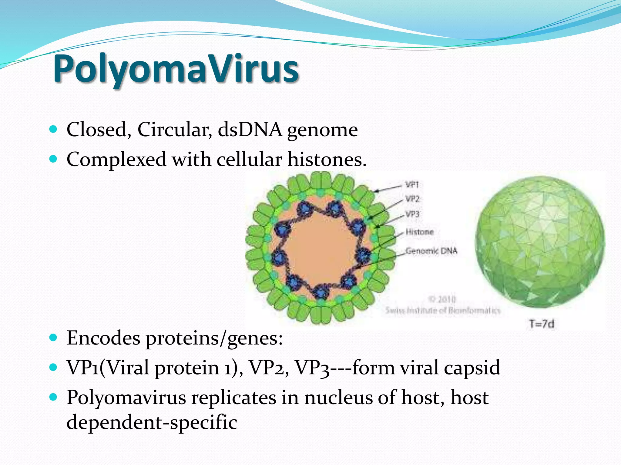 polyoma virus | PPTX