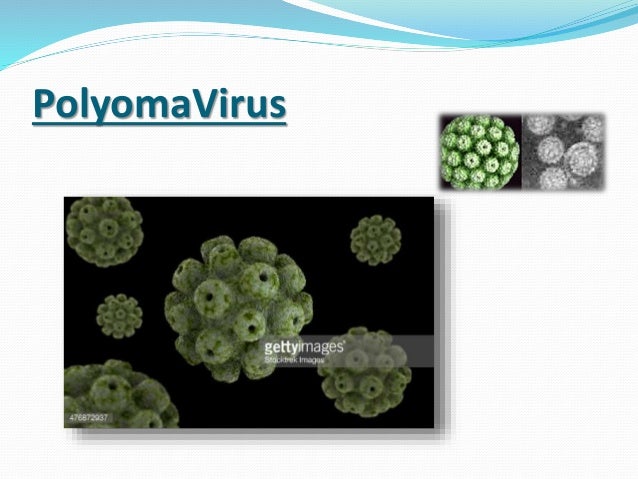 polyoma virus