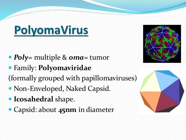 polyoma virus