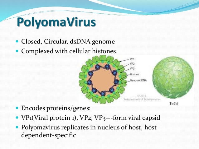 polyoma virus