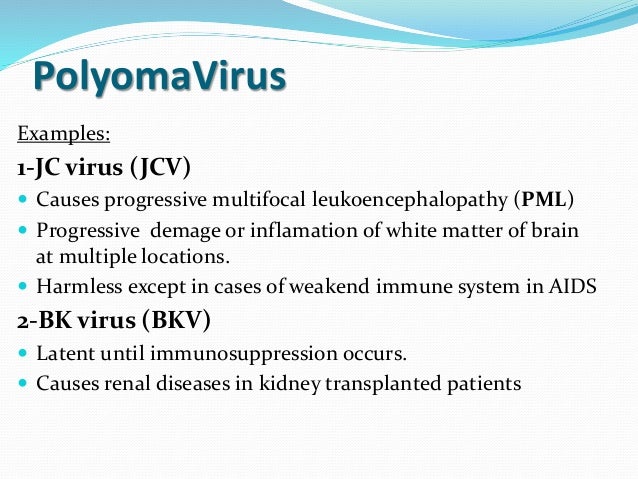 polyoma virus