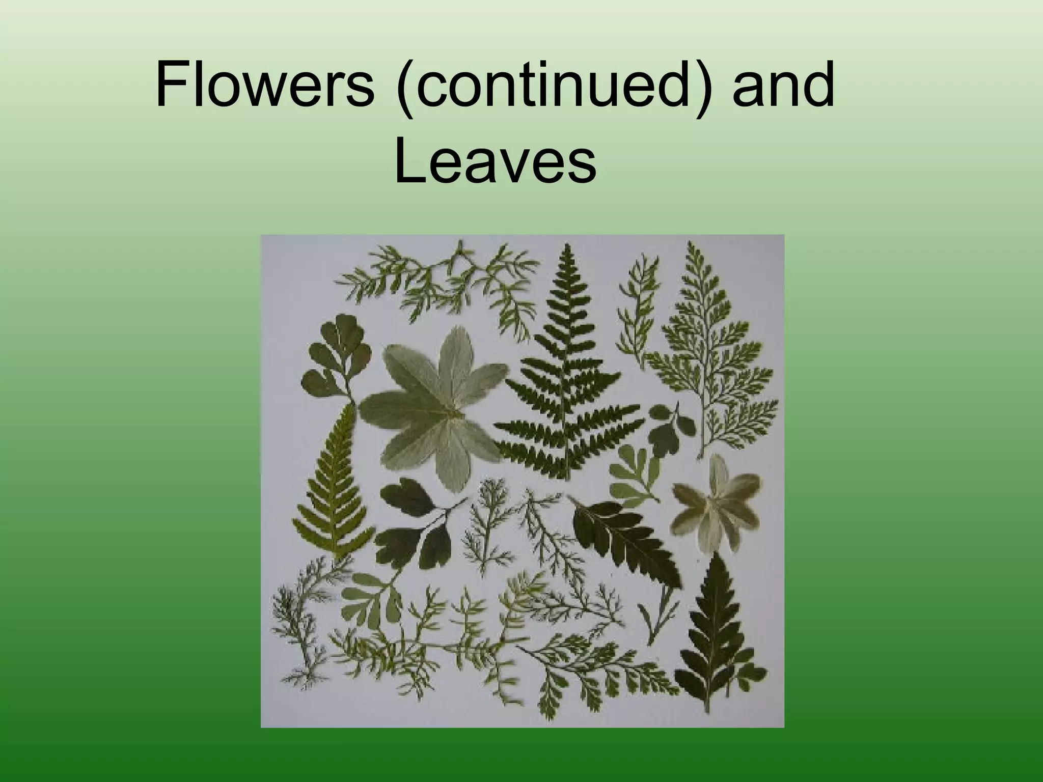 2nd Lecture Leaves Fruits | PPT