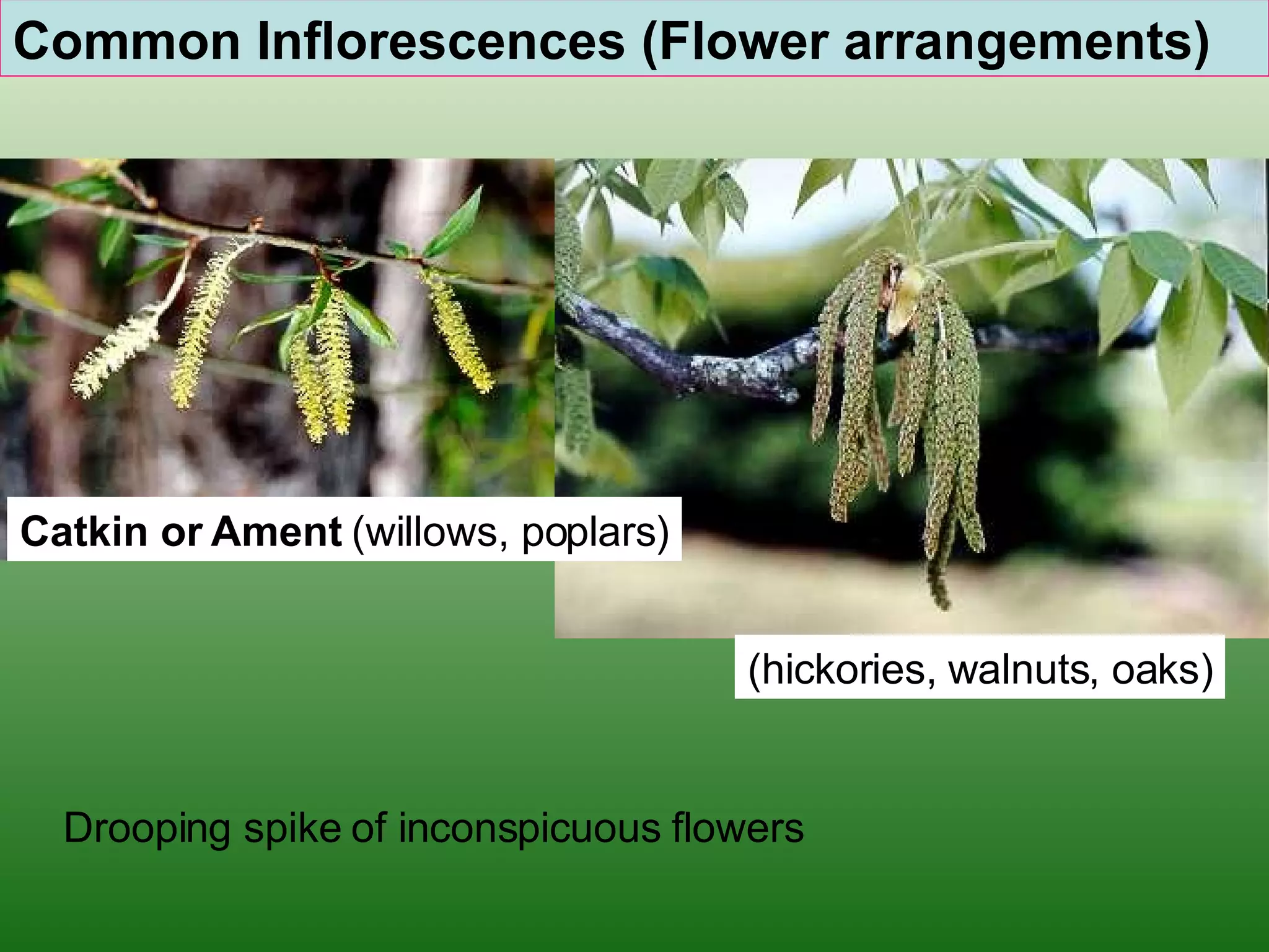 2nd Lecture Leaves Fruits | PPT