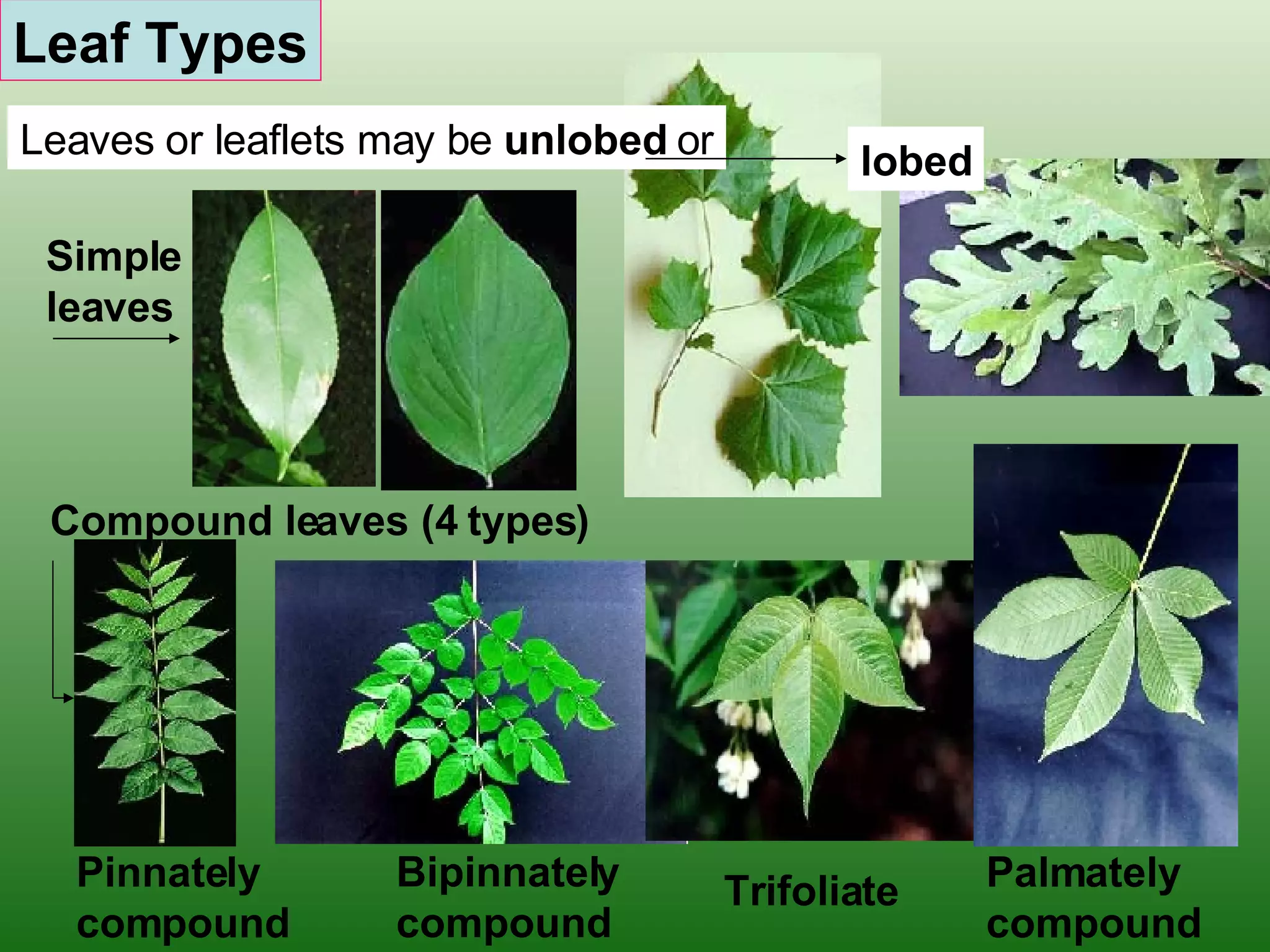 2nd Lecture Leaves Fruits | PPT