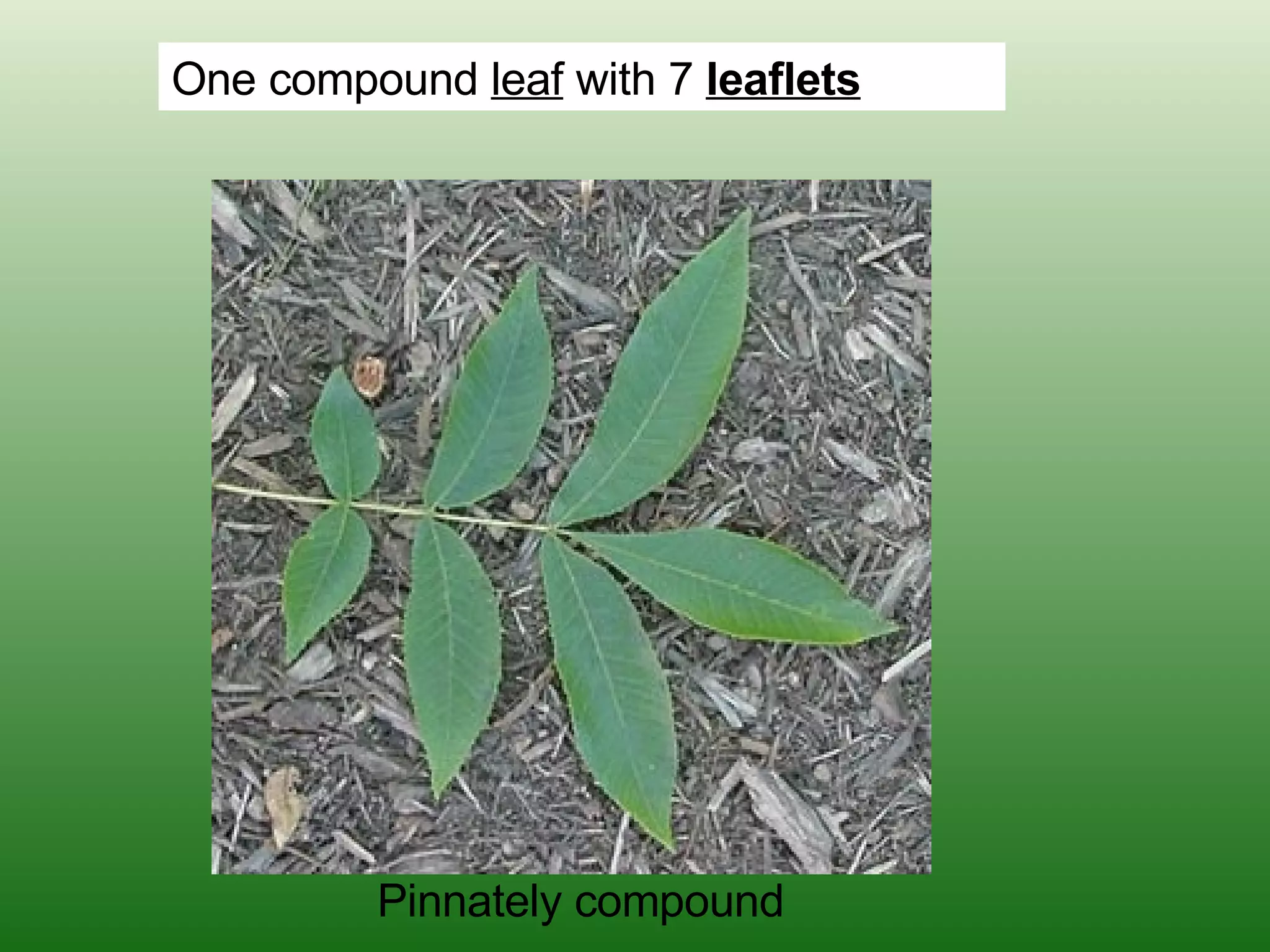 2nd Lecture Leaves Fruits | PPT