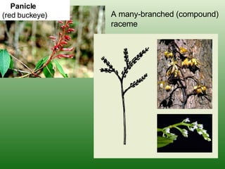 2nd Lecture Leaves Fruits | PPT