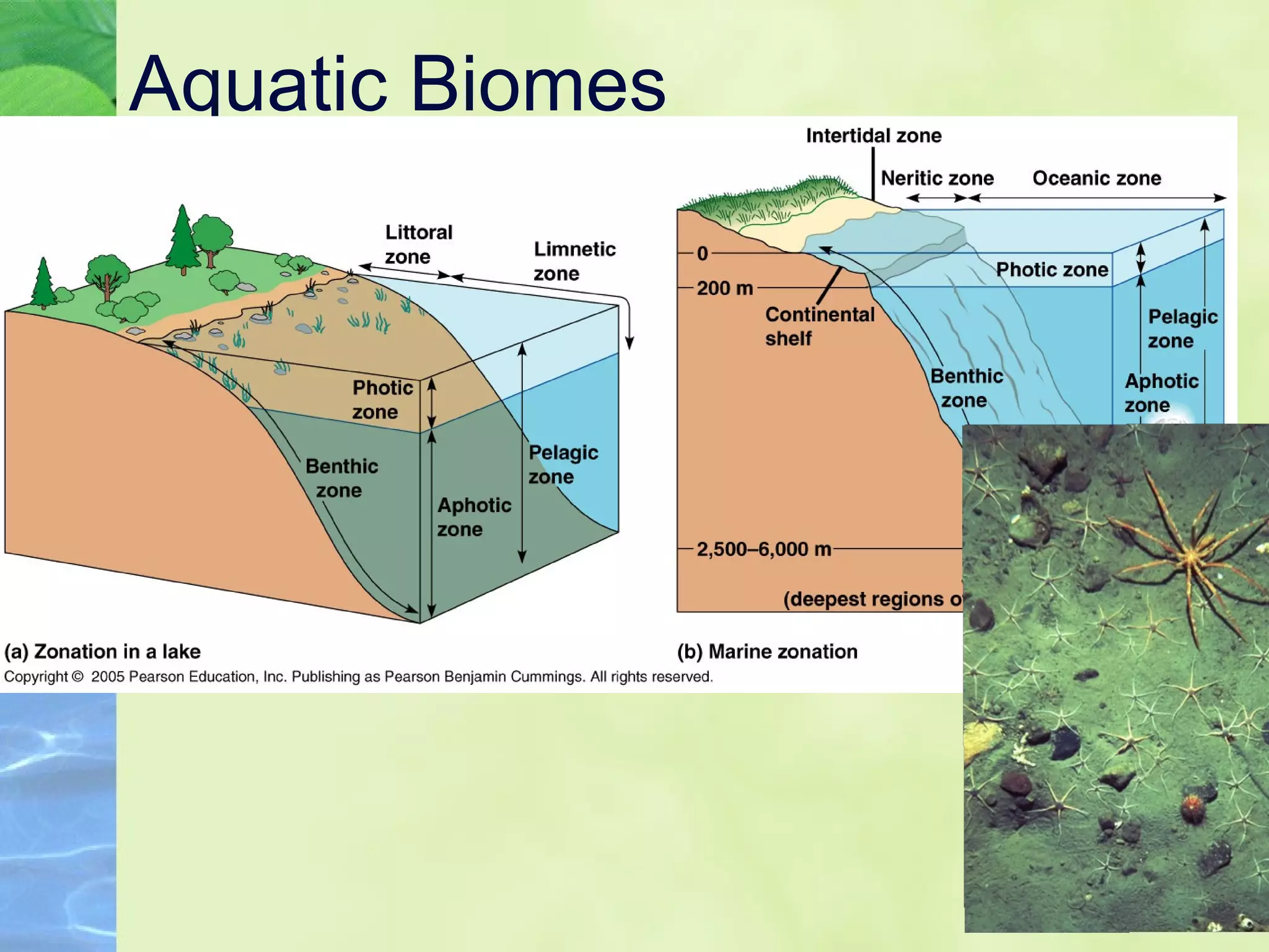 AP Biology An introduction to ecology | PPT
