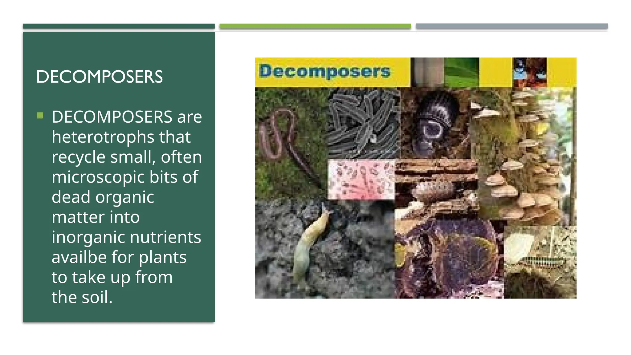 BIOTIC and ABIOTIC FACTORS INTHE ECOSYSTEM | PPT
