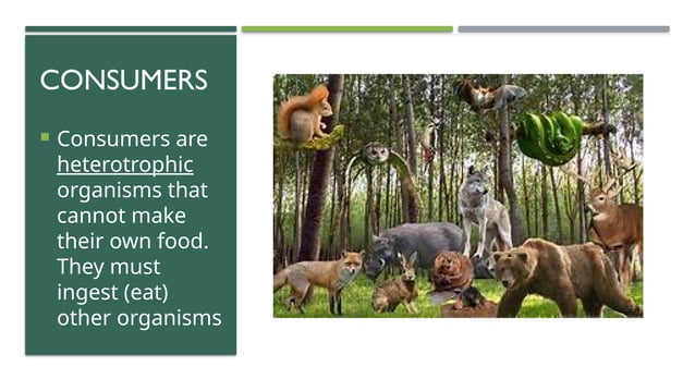 BIOTIC and ABIOTIC FACTORS INTHE ECOSYSTEM | PPT