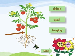 2ND COT PARTS OF A PLANT developing mastery (interactive ppt.).pptx