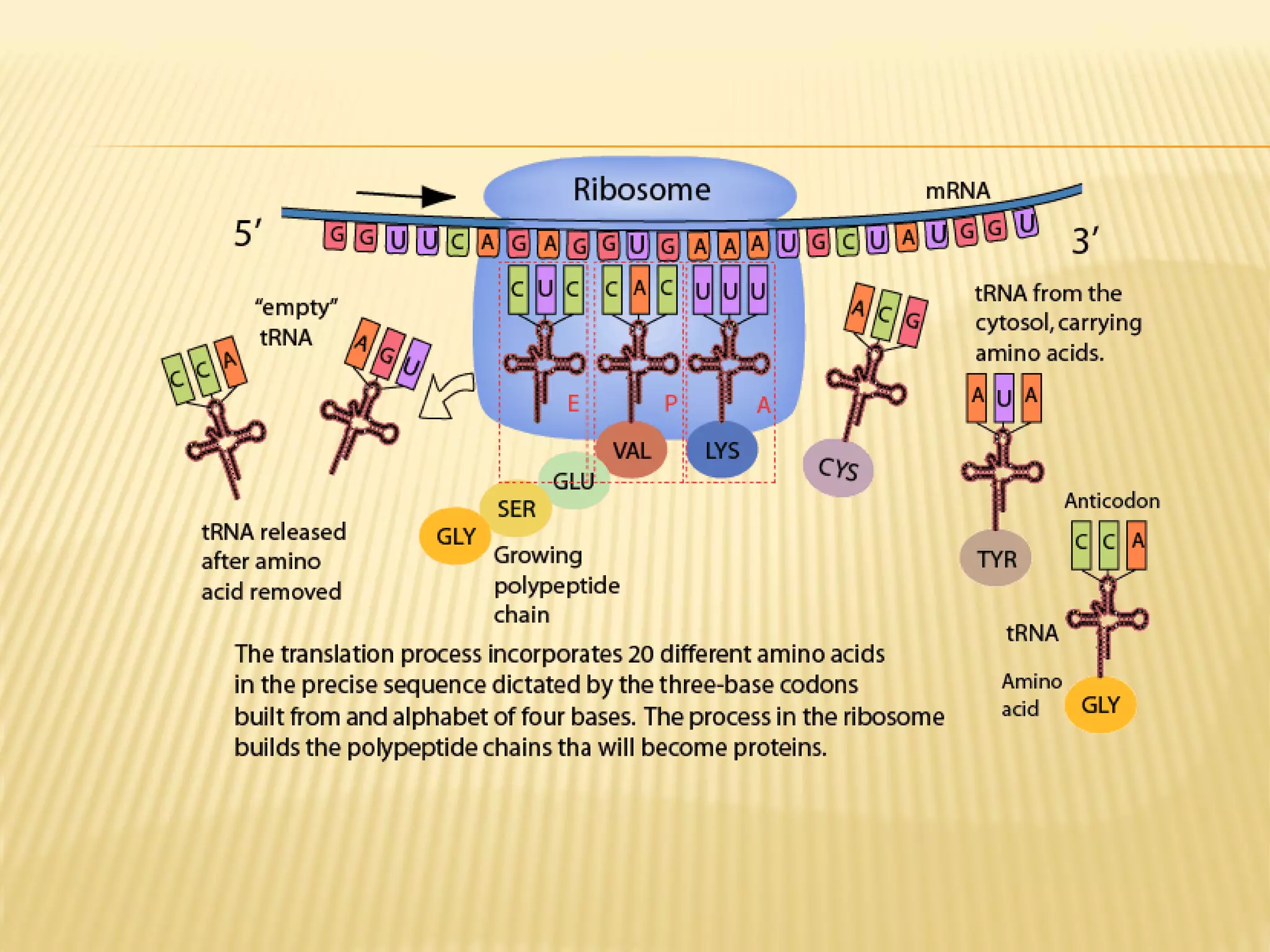 HEREDITY: INHERITANCE AND VARIATION | PDF