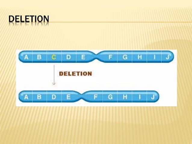 HEREDITY: INHERITANCE AND VARIATION | PDF | Biological Sciences | Science