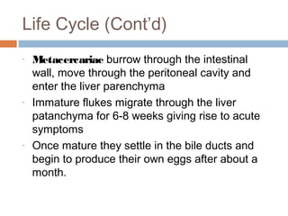 2nd lecture of fasciolahepatica by Waqas Ahmad shams | PPT