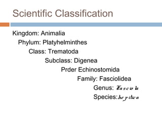 2nd lecture of fasciolahepatica by Waqas Ahmad shams | PPT