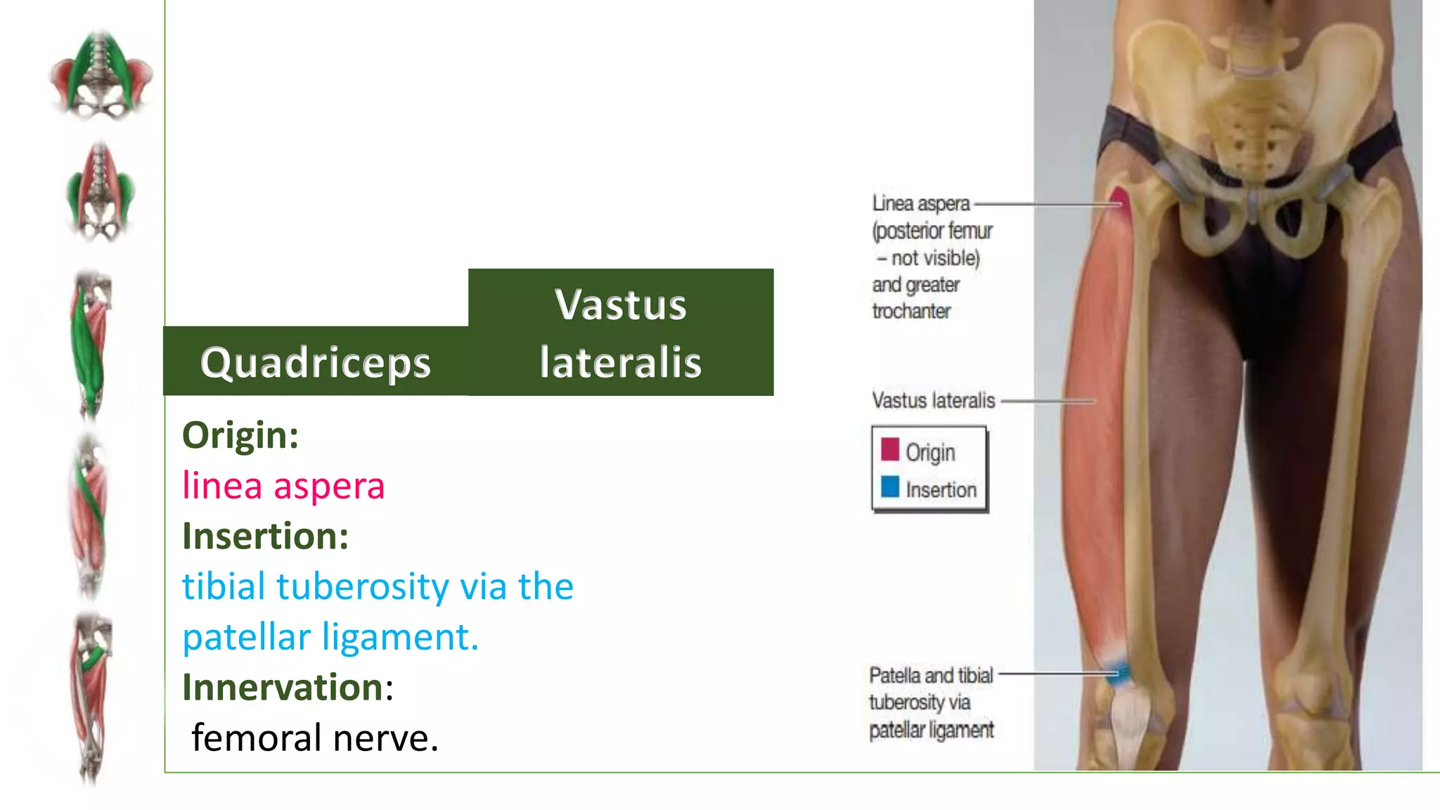 anatomy of thigh region with Dr.Ameera Al-Humidi.pptx