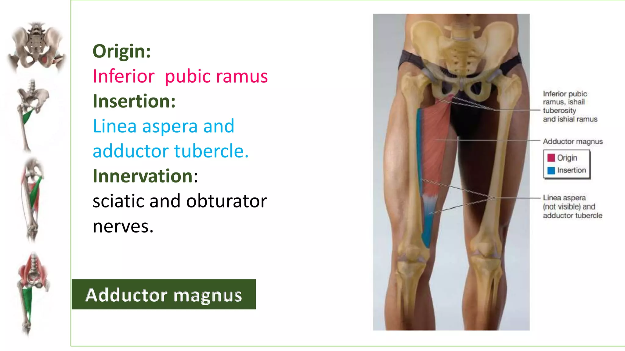anatomy of thigh region with Dr.Ameera Al-Humidi.pptx