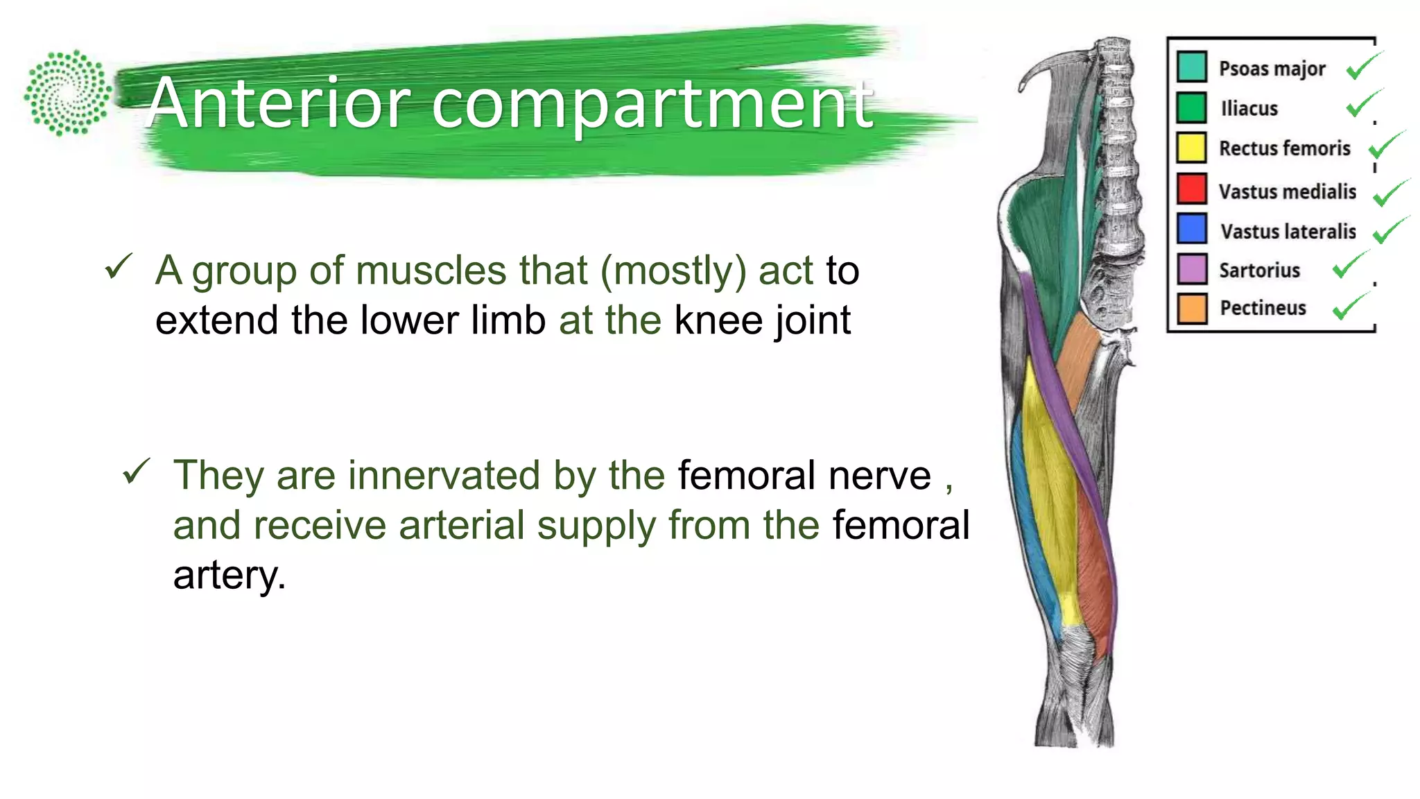anatomy of thigh region with Dr.Ameera Al-Humidi.pptx