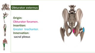 anatomy of thigh region with Dr.Ameera Al-Humidi.pptx