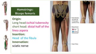 anatomy of thigh region with Dr.Ameera Al-Humidi.pptx