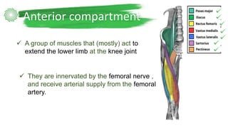 anatomy of thigh region with Dr.Ameera Al-Humidi.pptx