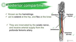anatomy of thigh region with Dr.Ameera Al-Humidi.pptx
