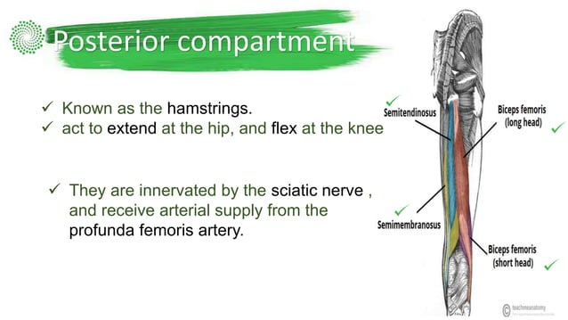 anatomy of thigh region with Dr.Ameera Al-Humidi.pptx