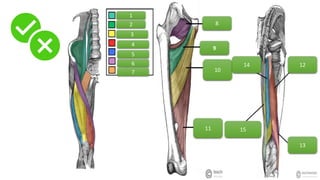 anatomy of thigh region with Dr.Ameera Al-Humidi.pptx
