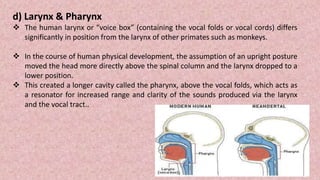 Origin of Language | PPTX