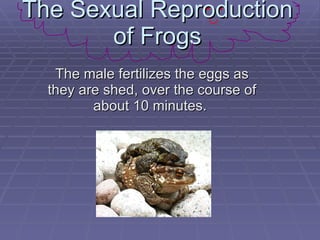 Life Cycle Of Frogs | PPT