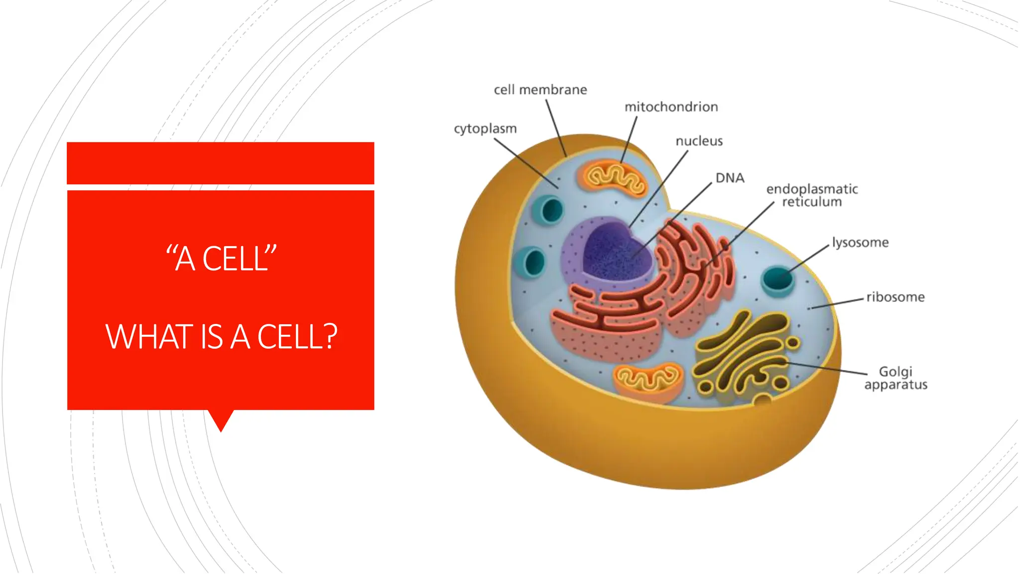 English for Biology Students : Definition of Cell | PPTX