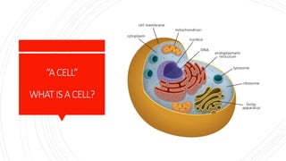 English for Biology Students : Definition of Cell | PPTX