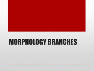 2nd meeting_Morphology-branches of morphology | PPTX