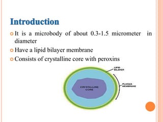 2nd peroxisome metabolism 20760414 | PPTX