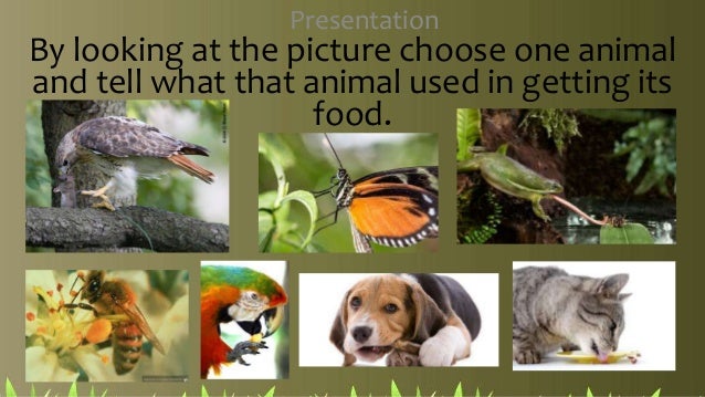 2nd qtr 3 body parts of some animals in getting their food